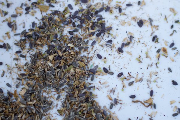 How to Prevent Rodents and Other Bird Feeder Pests – Chirp Nature Center