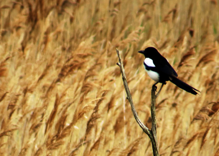 What Classic Cartoon “Heckle and Jeckle” Got Right (and Wrong) about ...