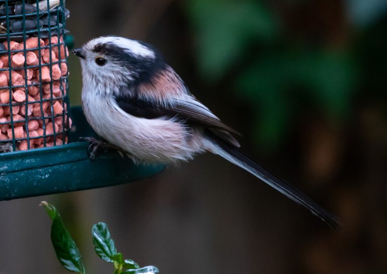 How to Prevent Bully Birds from Overtaking Your Feeders – Chirp Nature ...
