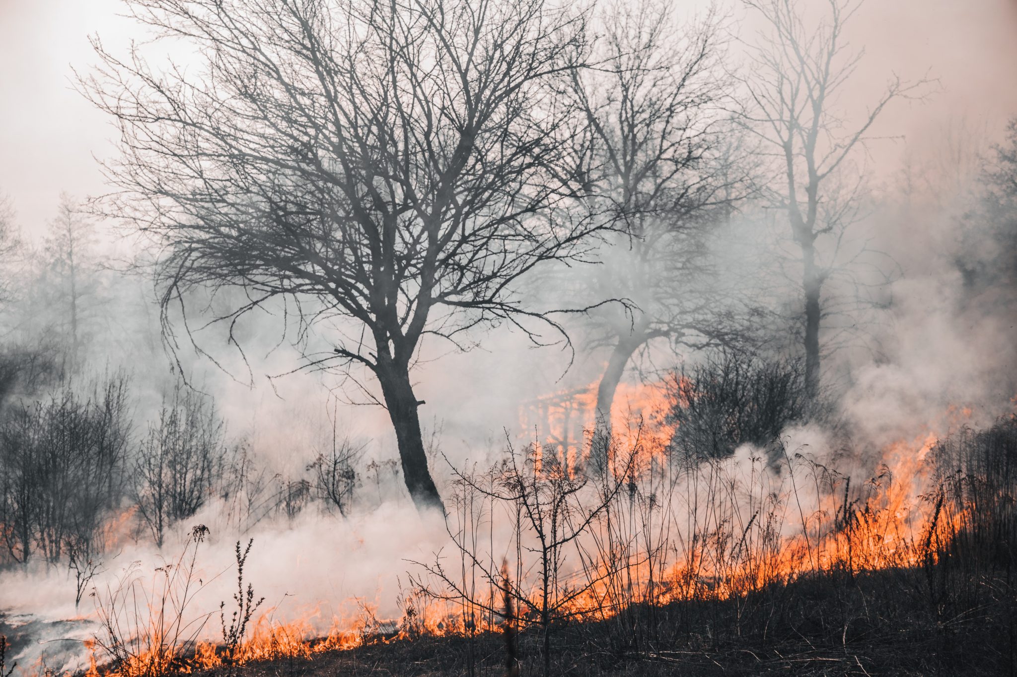 How to Help Birds Survive Wildfires: FAQs and Tips – Chirp Nature Center