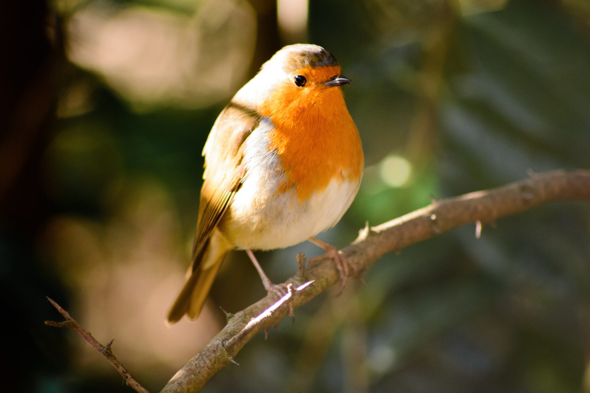 The Ultimate Guide to Creating a Southern California Bird Sanctuary ...