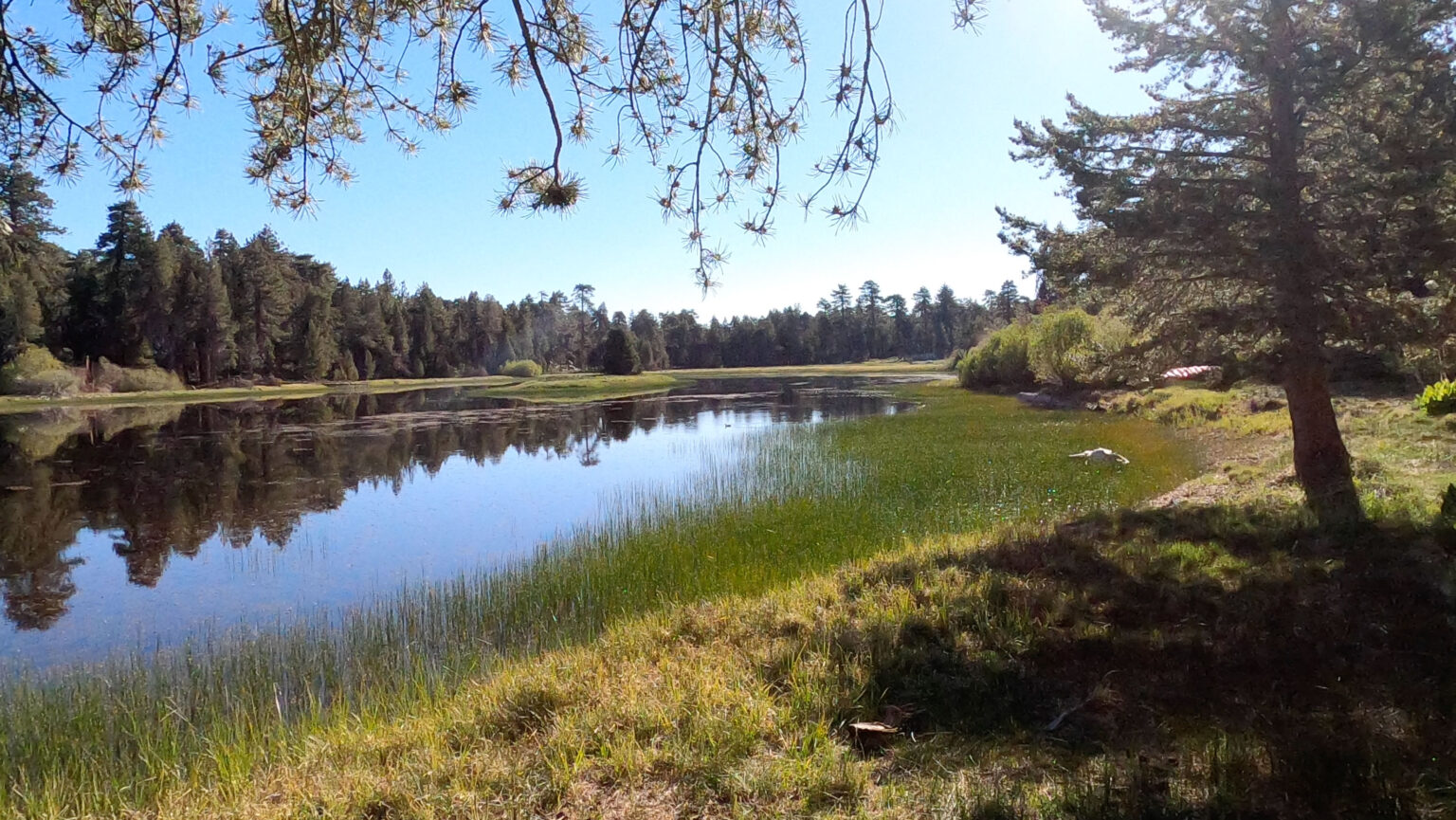 Where To Go Bird Watching In Big Bear Lake – Chirp Nature Center