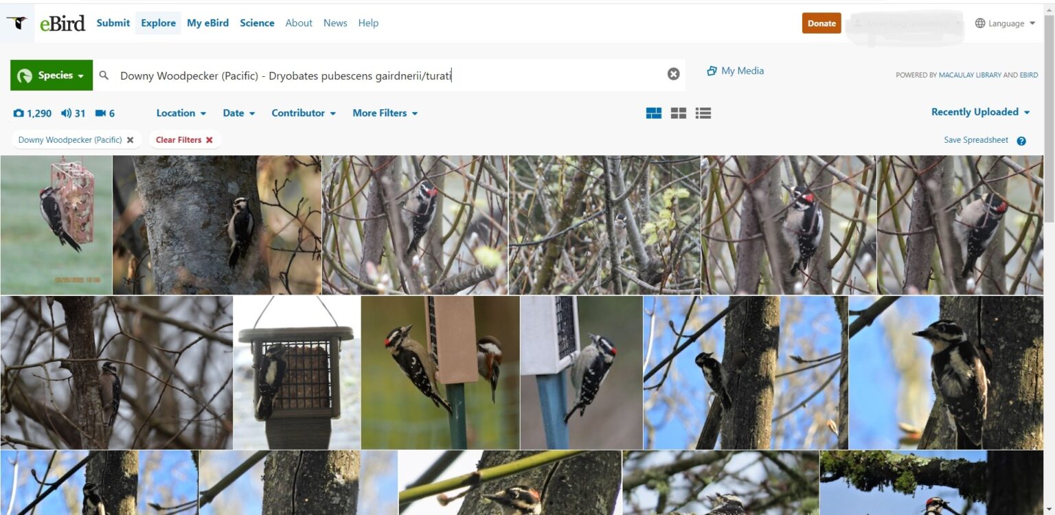 An Introduction to eBird and Citizen Science – Chirp Nature Center