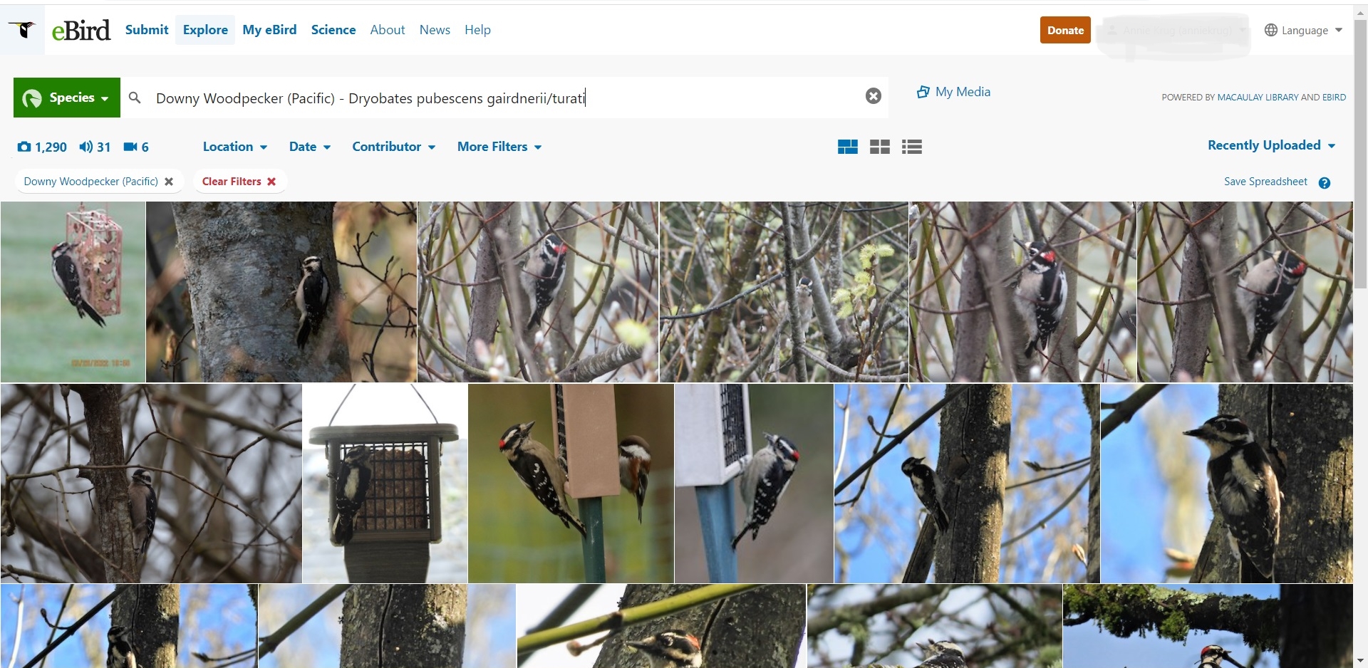 An Introduction to eBird and Citizen Science – Chirp Nature Center