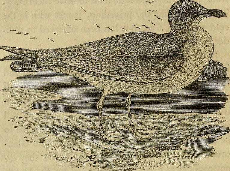 Our Favorite Bird Artists – Chirp Nature Center