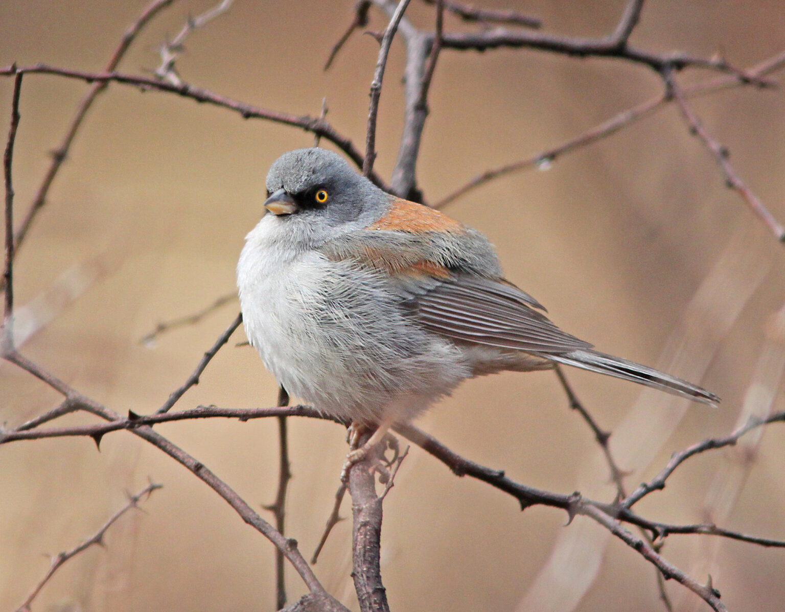 The Different Types of Bird Migrations – Chirp Nature Center