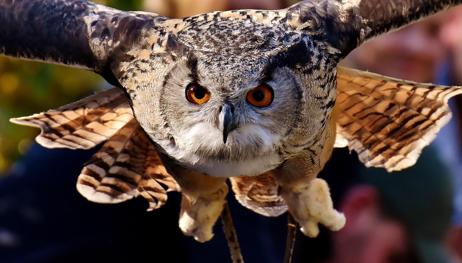 How to Overcome a Fear of Nature in Five Steps – Chirp Nature Center