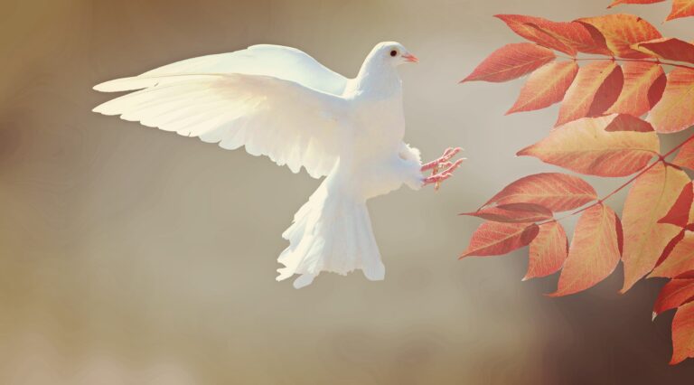Why Doves are the Symbol of Peace and Other Dove Facts – Chirp Nature ...