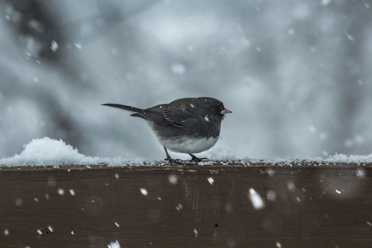 March: a Tough Month for Wild Birds (and How to Help) – Chirp Nature Center