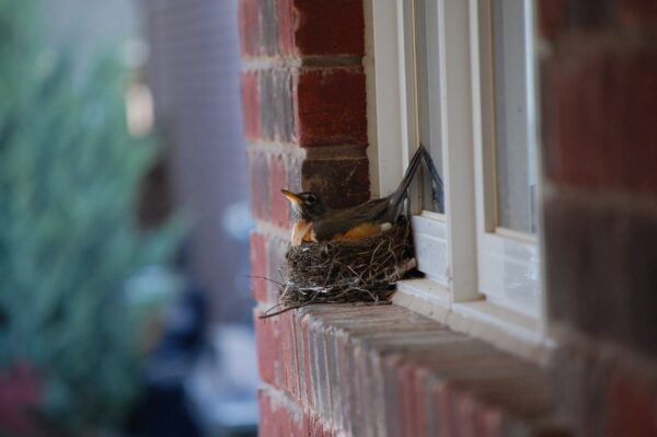 How to Stop Birds from Building Nests on Your House – Chirp Nature Center