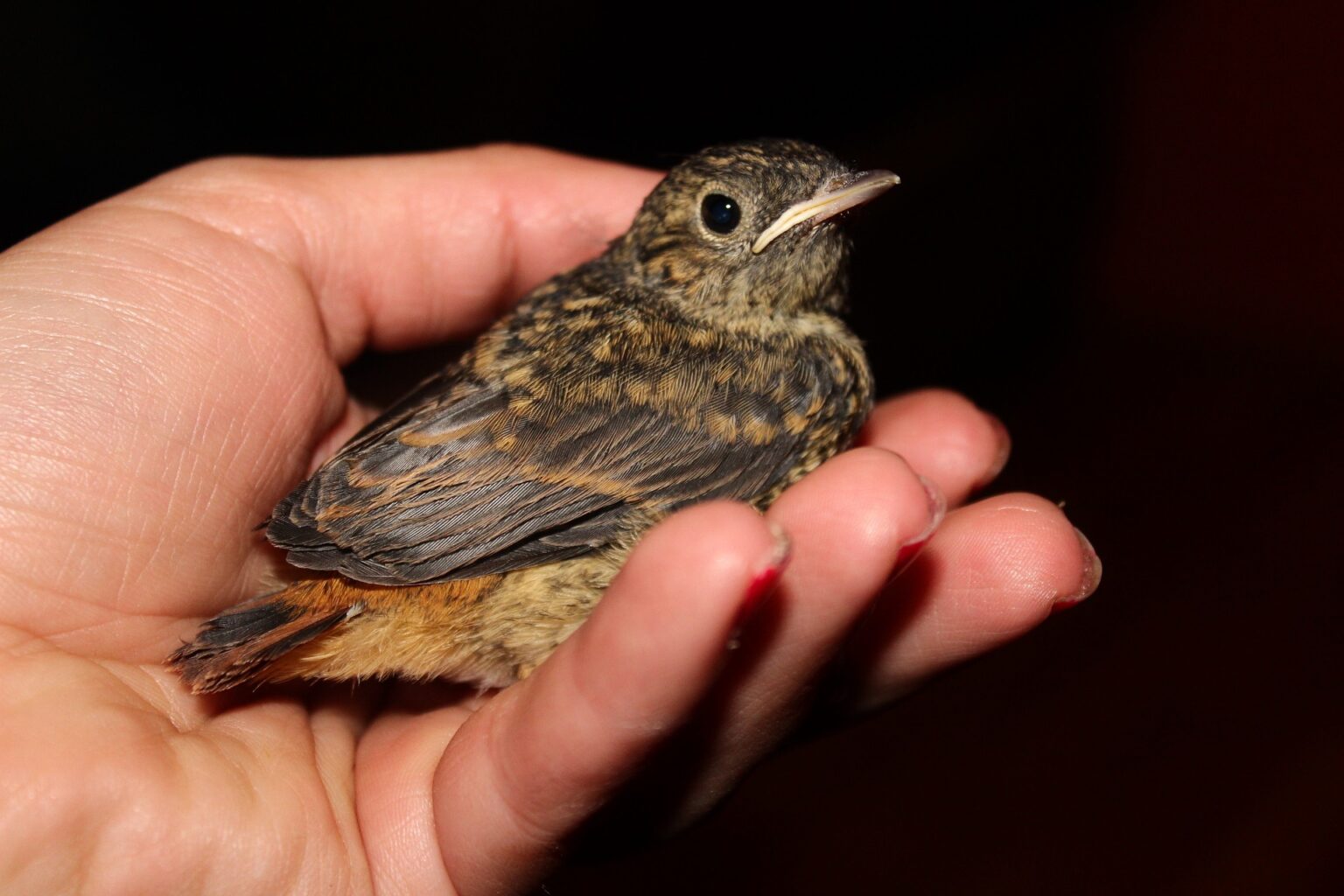 I Found an Orphaned Baby Bird, What Do I Do? – Chirp Nature Center