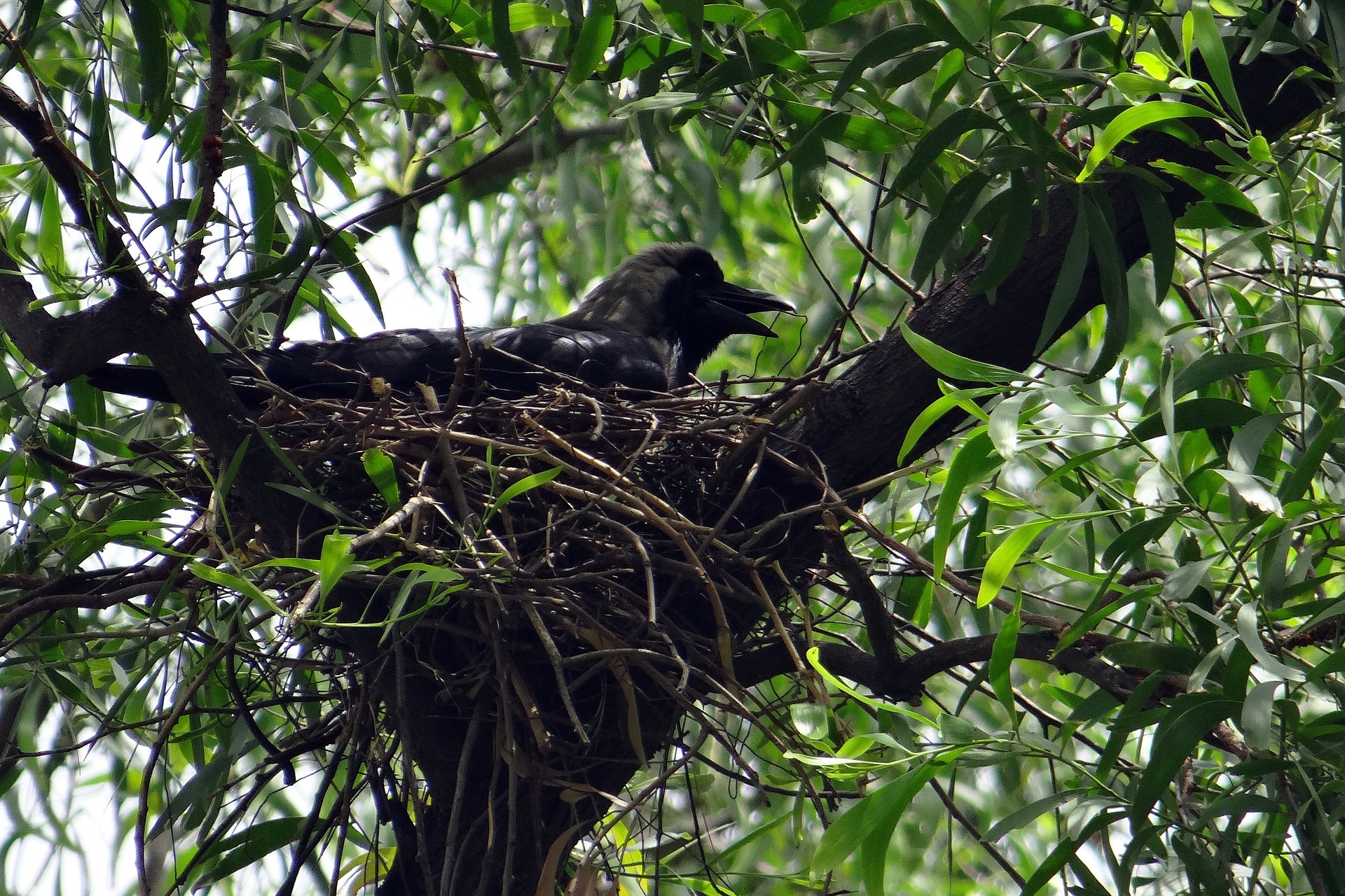 The Bird Egg Cycle – Chirp Nature Center