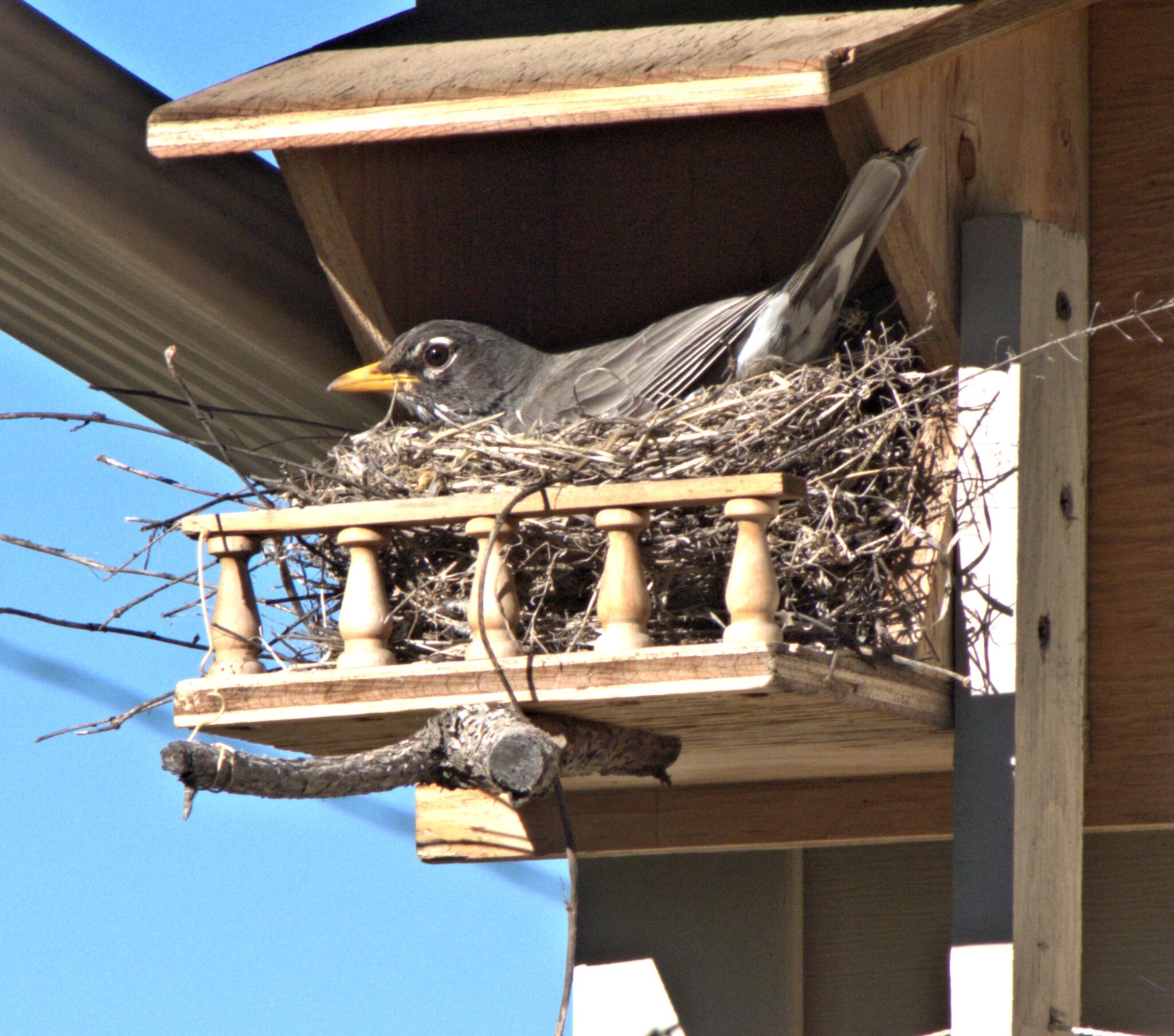 Should You Remove Old Nests from Birdhouses and Nest Boxes? – Chirp ...