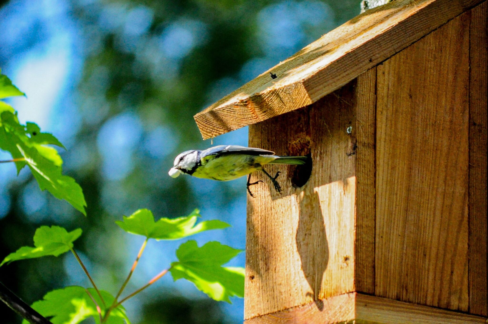 Should You Remove Old Nests from Birdhouses and Nest Boxes? – Chirp ...