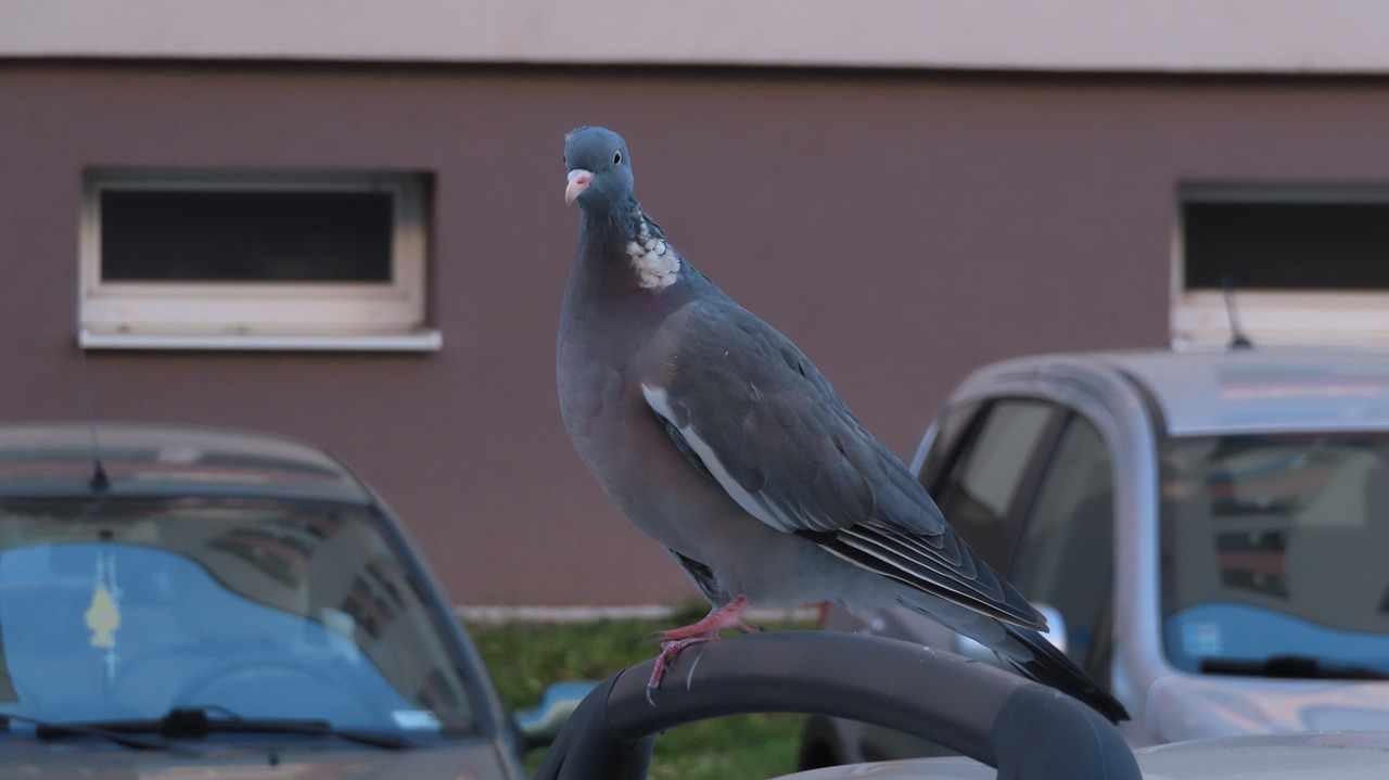 How to Remove Bird Poop from Your Car’s Paint – Chirp Nature Center