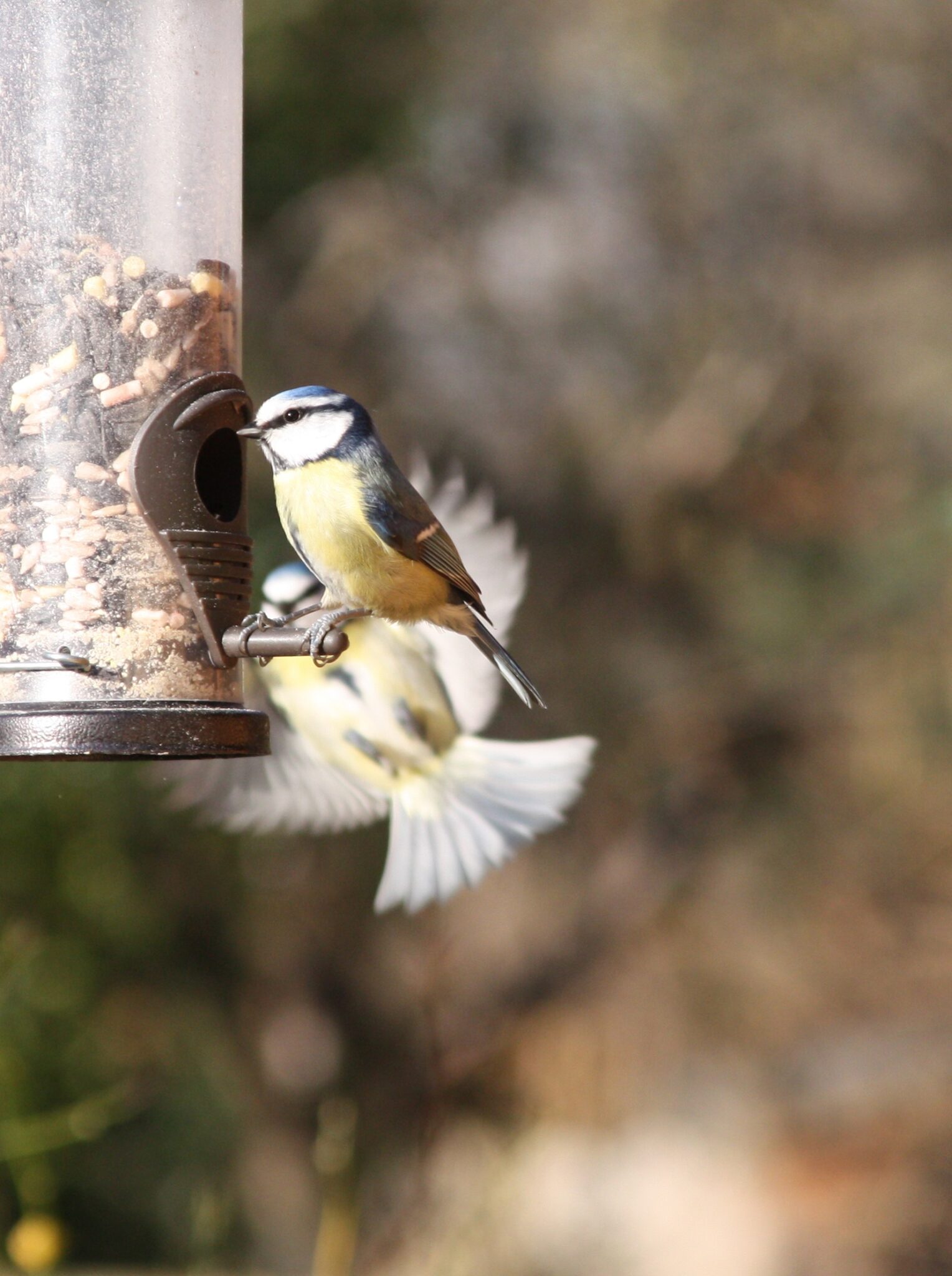 The Biggest Bird Feeding Myths, Debunked – Chirp Nature Center