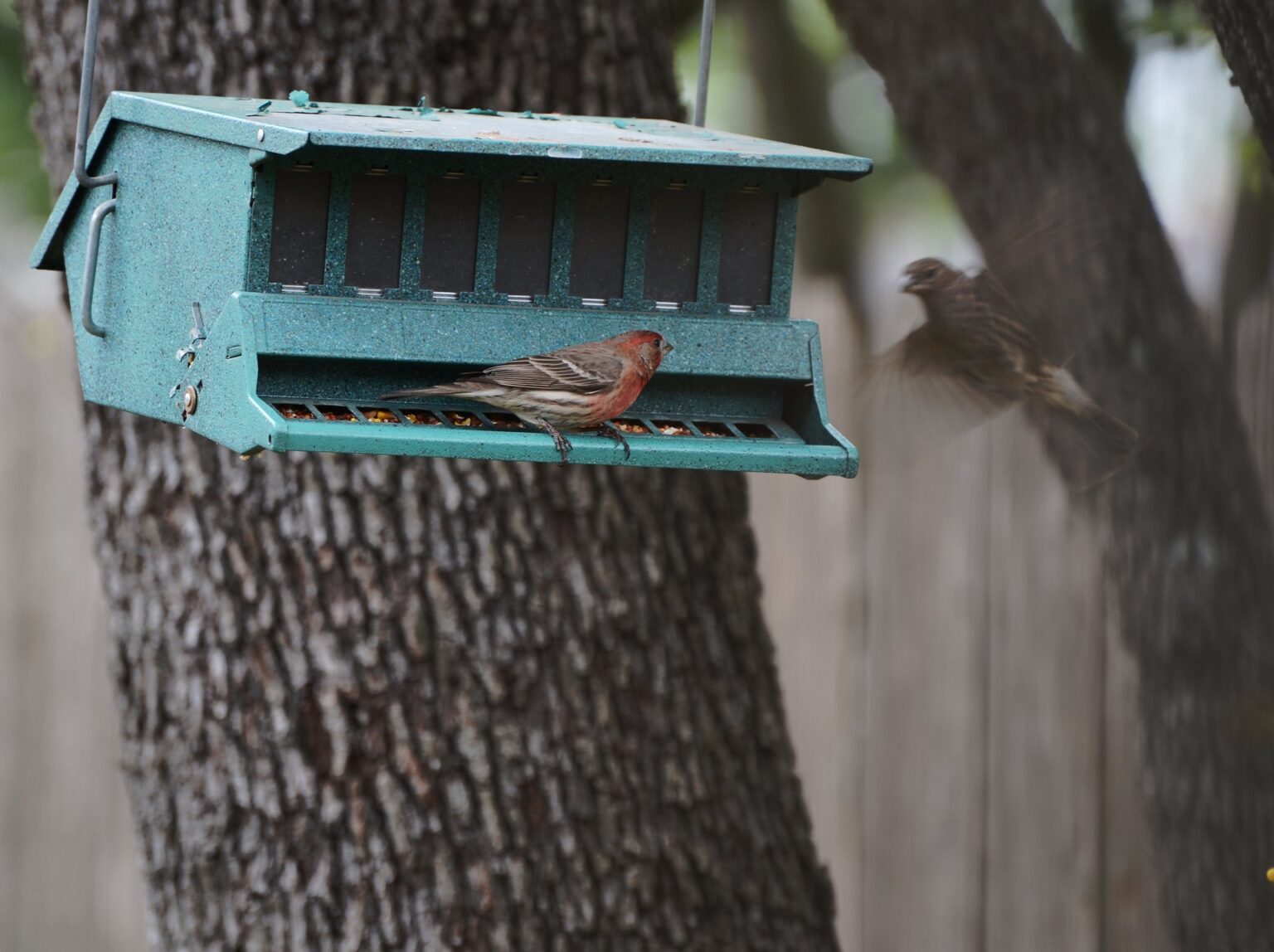 Bird Feeding Tips for Hot Weather – Chirp Nature Center