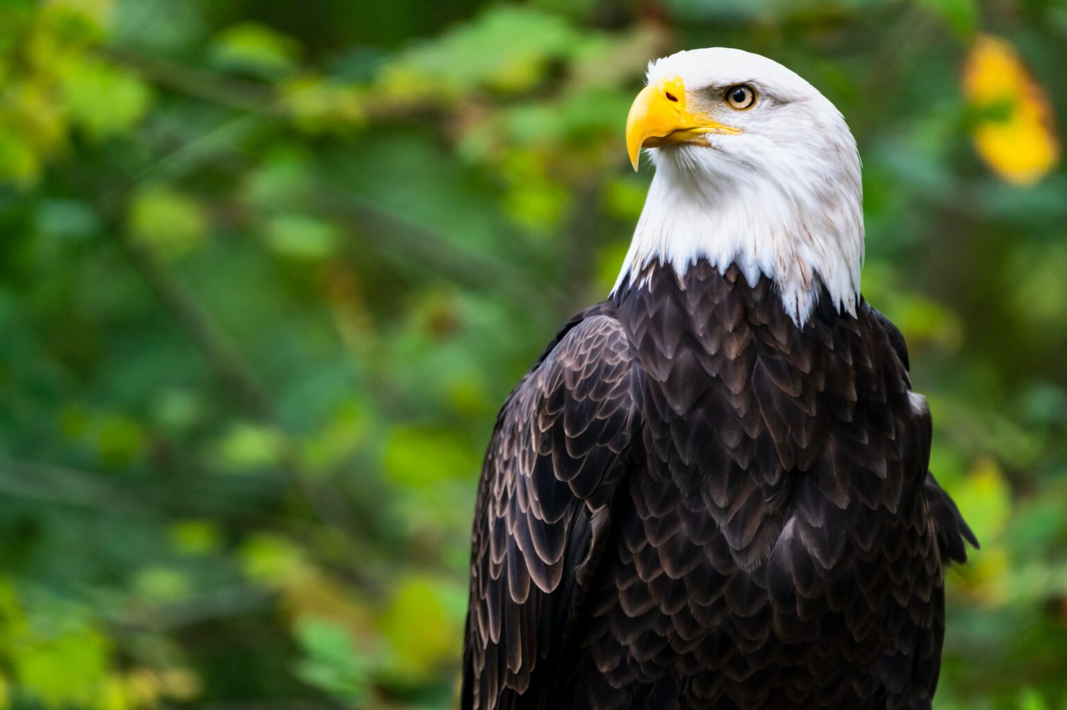 What to Know About Wild Birds and the Law – Chirp Nature Center