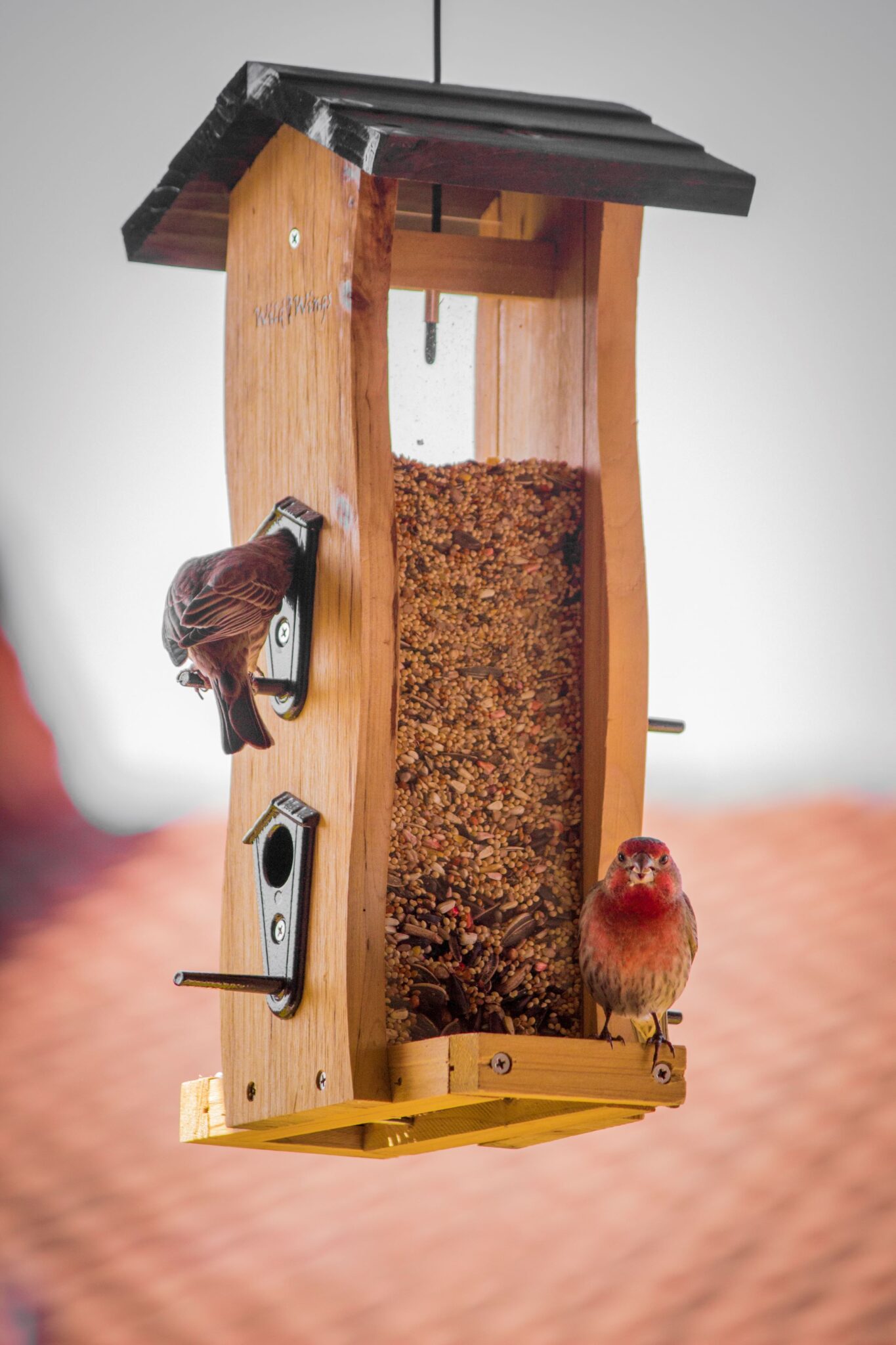 4 Ways to Help Birds in Fall – Chirp Nature Center