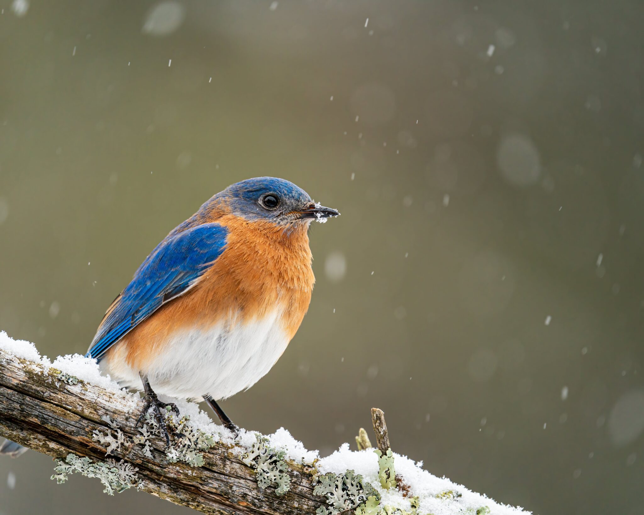Do Birds use Birdhouses in Winter? – Chirp Nature Center