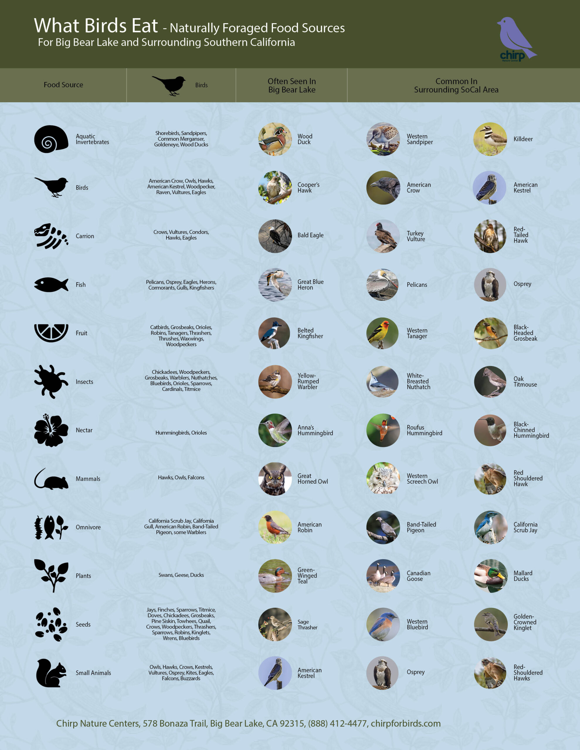 Get your Free Poster – What Birds Eat – Chirp Nature Center