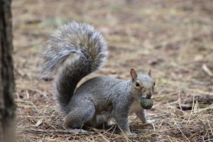 How to Live with Squirrels in Peace – Chirp Nature Center