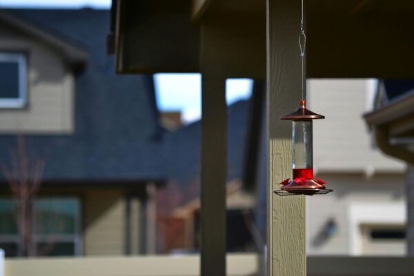 Hummingbirds Fighting at Your Feeder? Here’s What to Do – Chirp Nature ...