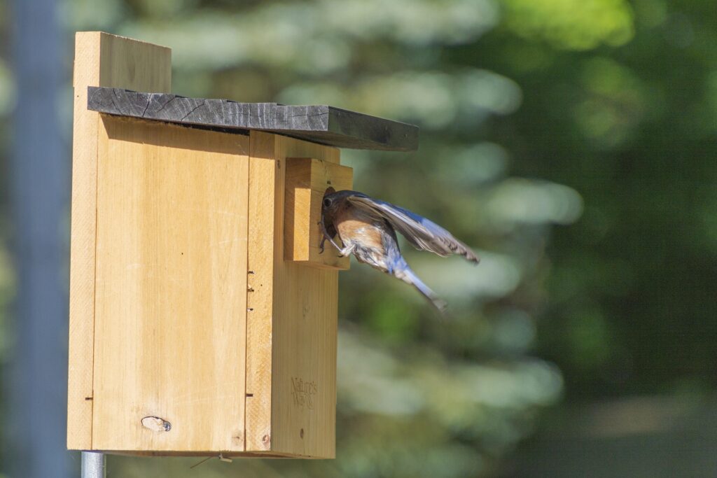 How to Keep Nest Boxes Cool in Hot Summer Weather – Chirp Nature Center