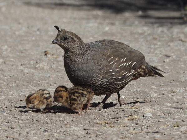 California Quail, Up and Running (BirdNote 05/23/25) – Chirp Nature Center