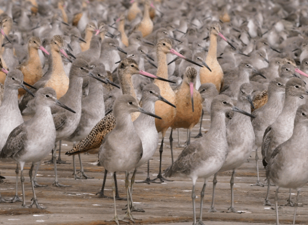 Lessons from Mixed Flocks (BirdNote 05/27/25) – Chirp Nature Center