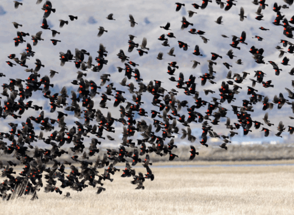 Why Are Blackbirds Black? (BirdNote: 06/26/25) – Chirp Nature Center