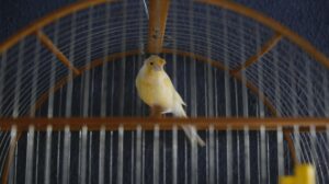 A Brief History of Working Birds – Chirp Nature Center