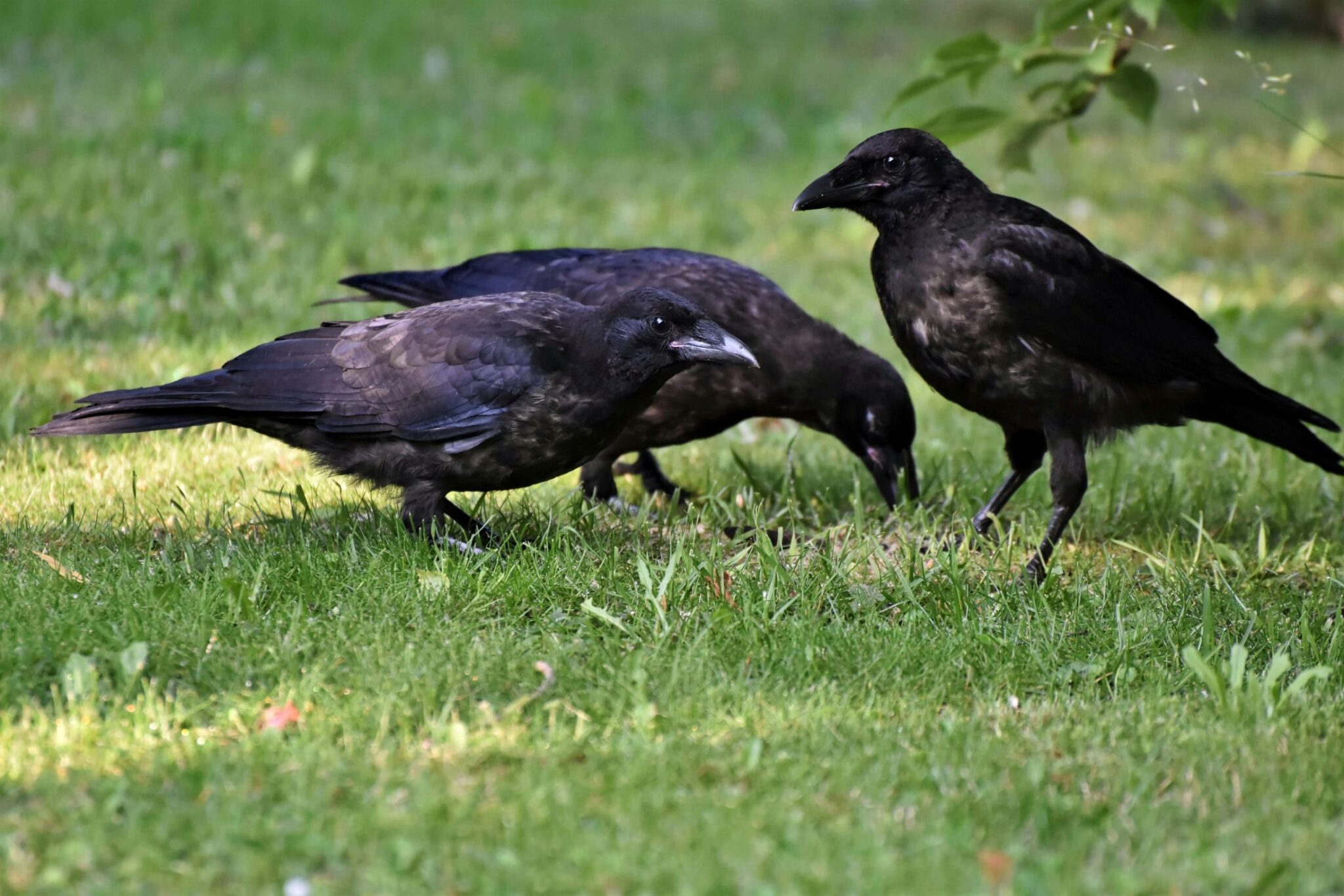 Why Are There So Many Crows All of a Sudden? – Chirp Nature Center