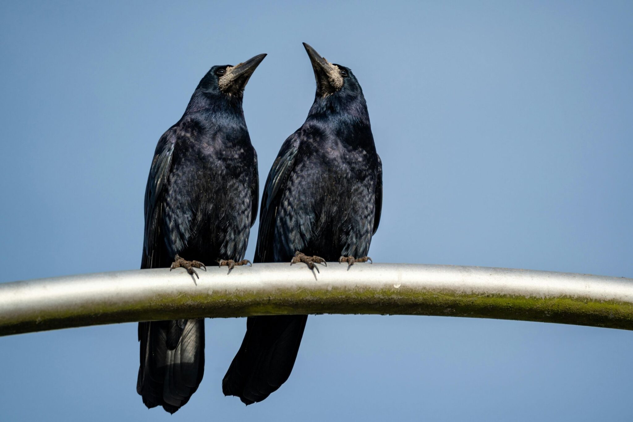 Why Are There So Many Crows All of a Sudden? – Chirp Nature Center