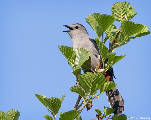 Sitting in the Catbird Seat (BirdNote: 09/04/25) – Chirp Nature Center