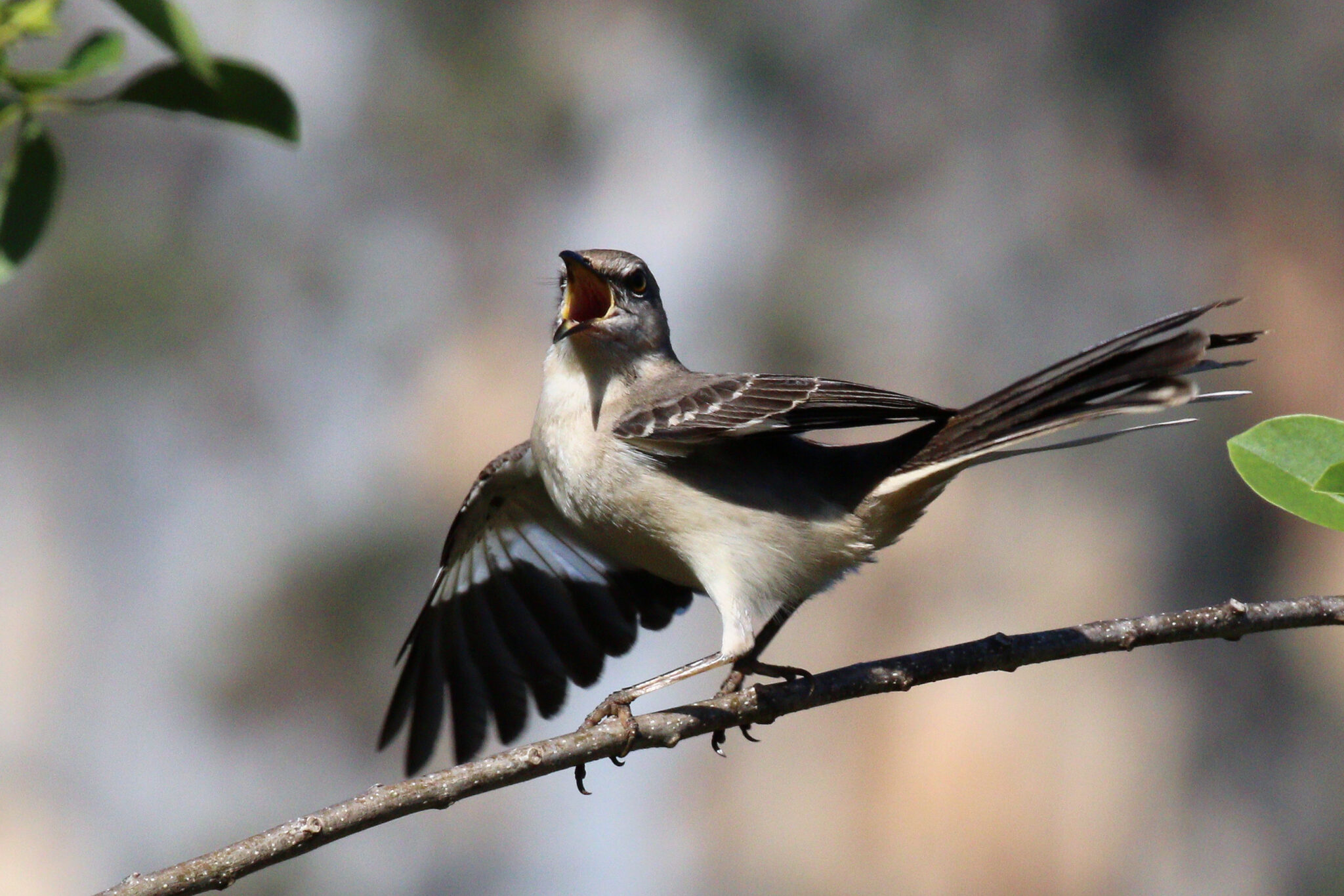 Why Do Birds Do That? Common Bird Behaviors Explained – Chirp Nature Center
