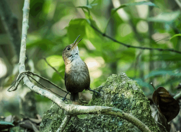Two Rare Wrens Serenade Southern Mexico (Bird Note: 11/06/25) – Chirp ...