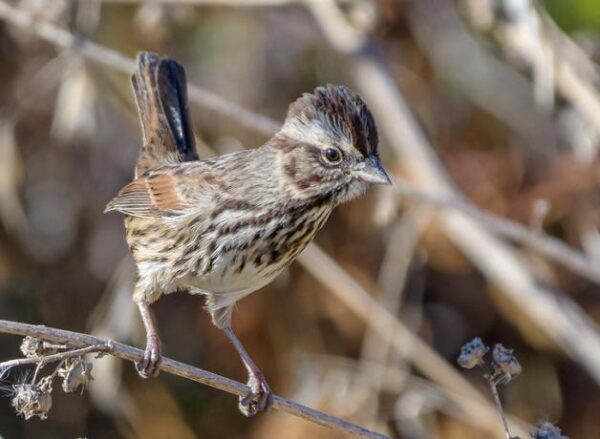Why Do Birds Flick Their Tails? (BirdNote: 11/26/25) – Chirp Nature Center