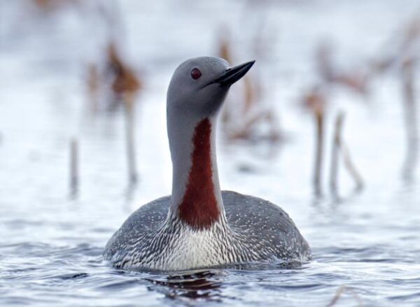 Red-throated Loons of Deception Pass (Bird Note: 11/15/25) – Chirp ...
