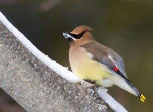 Why Birds Eat Snow (Bird Note: 12/21/25) – Chirp Nature Center