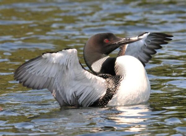 Welcoming Back Common Loons (Bird Note: 01/14/26) – Chirp Nature Center